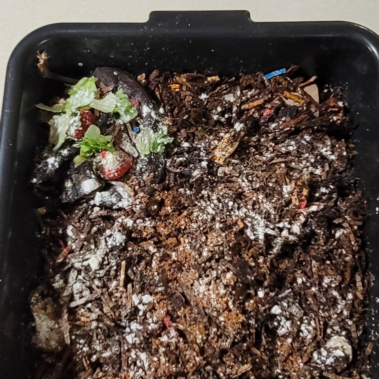 Worm Bin Set Up Guide