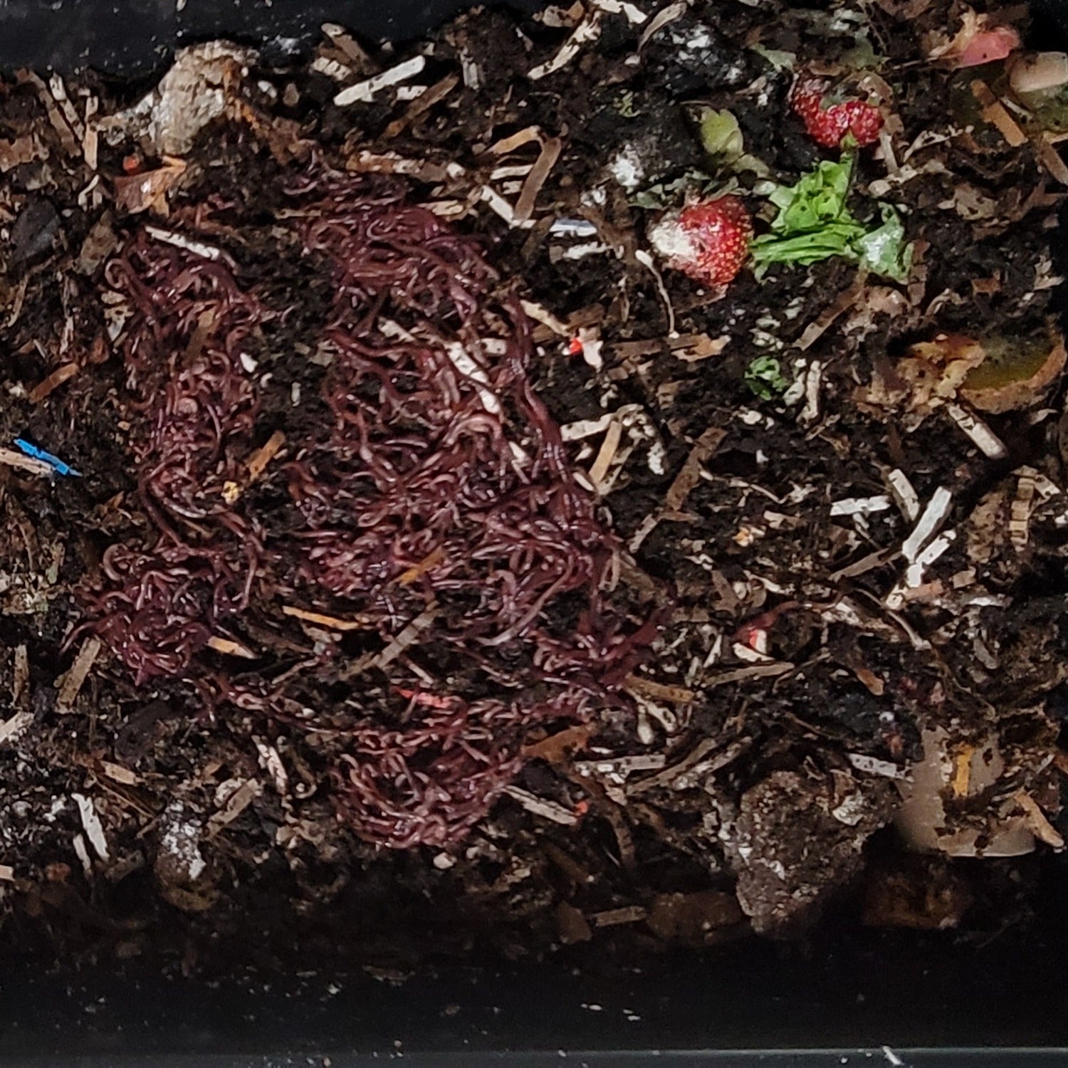 Worm Bin Set Up Guide