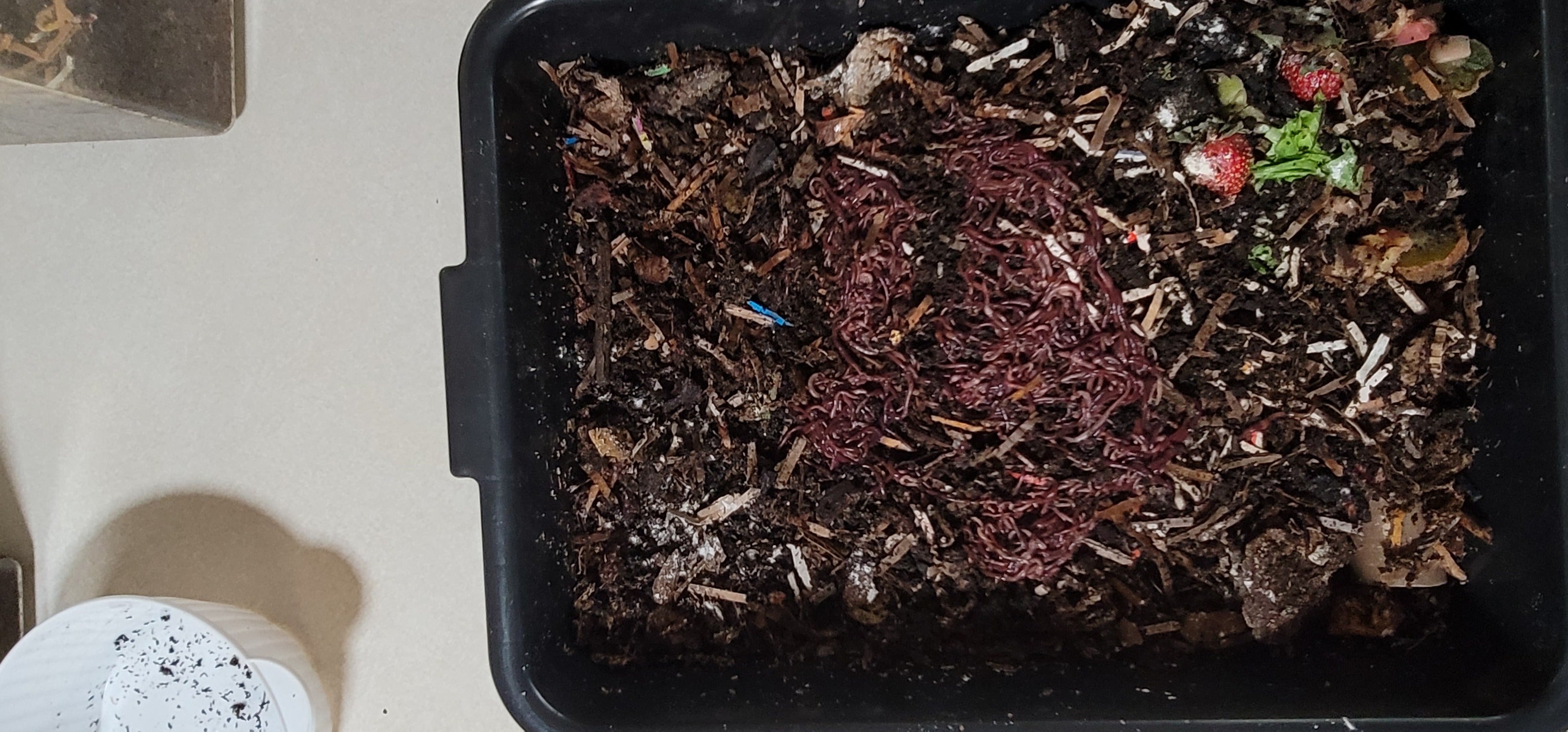 Worm Bin Set Up Guide